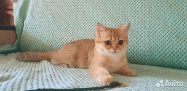 Британские котята