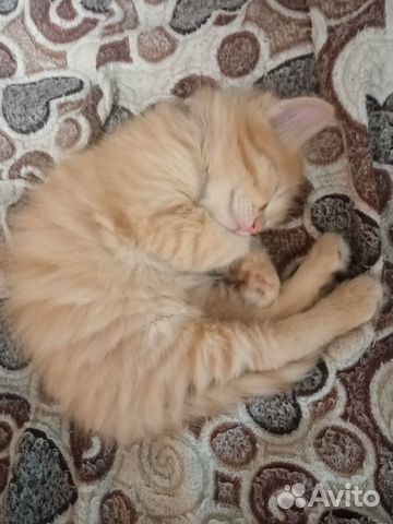 Продам рыжего котенка