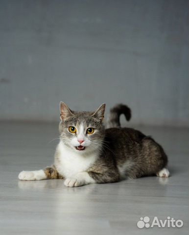 Ищет дом красотка Забава