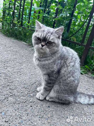 Чудесный котик ищет дом