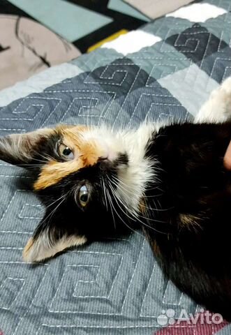 Трёхцветная кошечка на счастье