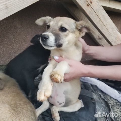 Щенята 3 месяца