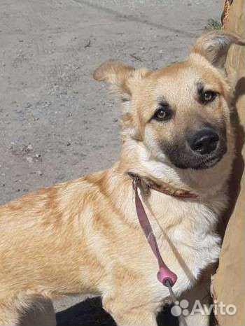 Пристраивается щенок подросток