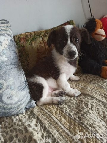 Вельш корги кардиган