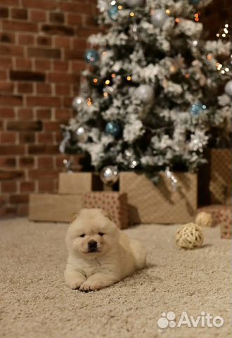 Собака, которая поцеловала небо чау чау