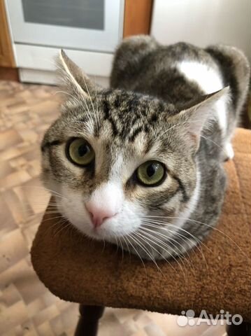 Котв добрые руки