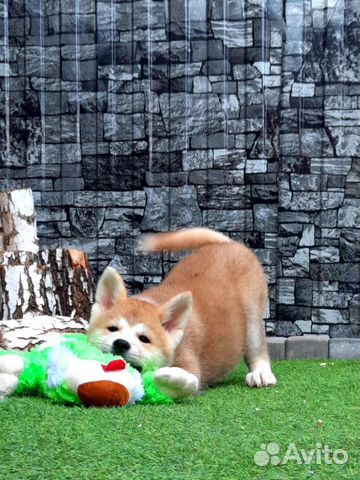 Акита рыжий лис