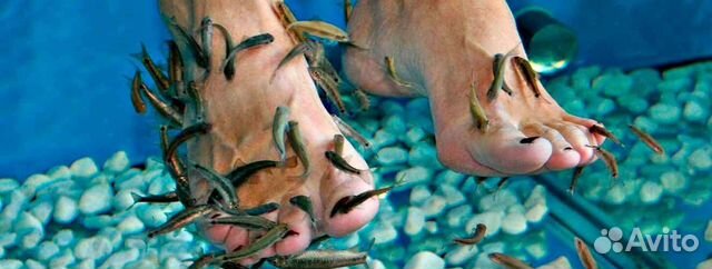 Рыбка гарра руфа