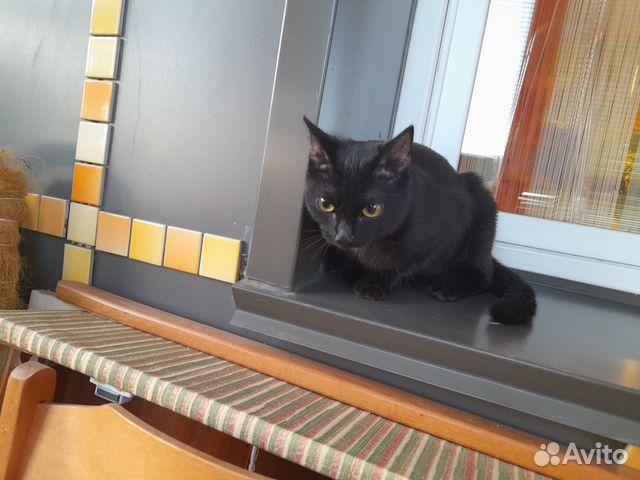 Найдена кошечка