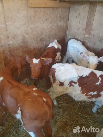 Телята породистые. Возраст до 5 месяцев