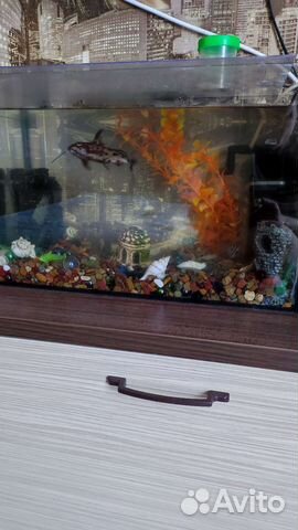 Аквариум с рыбками