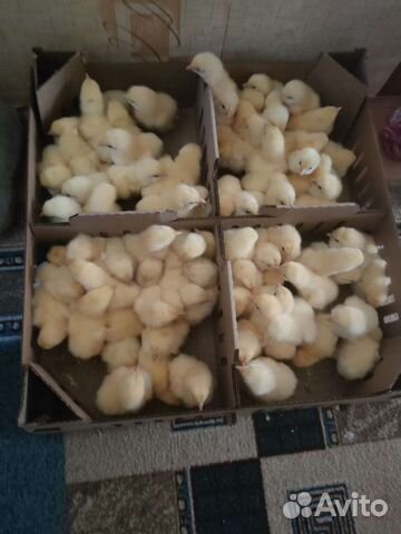 Импортный цыпленок бройлера