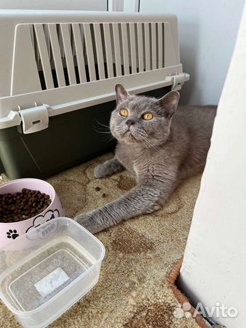 Котик в добрые руки