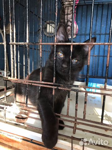 Клетка - железная тюрьма для юной детской души