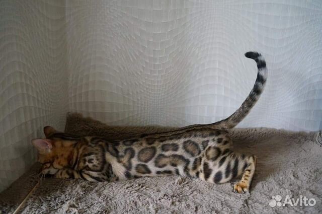 Очень ласковая красотка