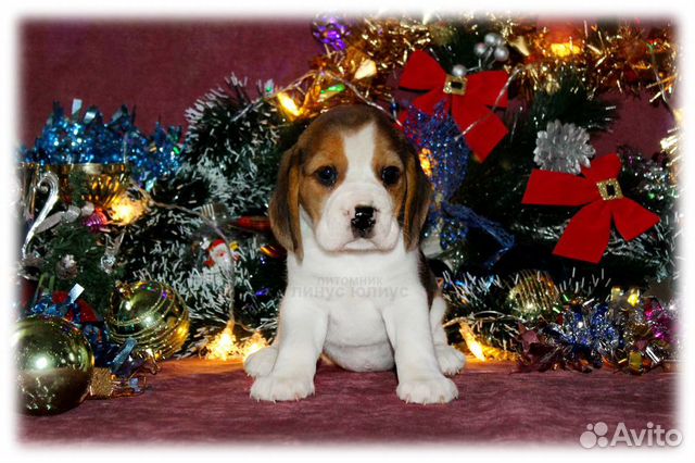 Щенки бигля из питомника РКФ мальчики и девочки