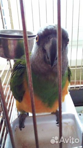 Синегальский попугай