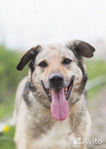 Звёздный пёс Сириус ищет дом