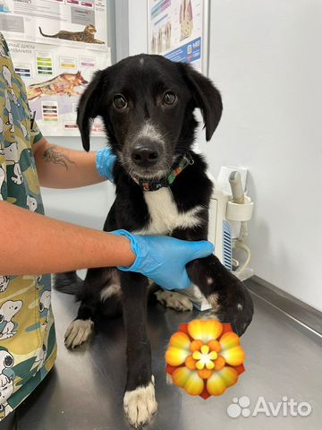 Особенный миниатюрный Егорка ищет дом