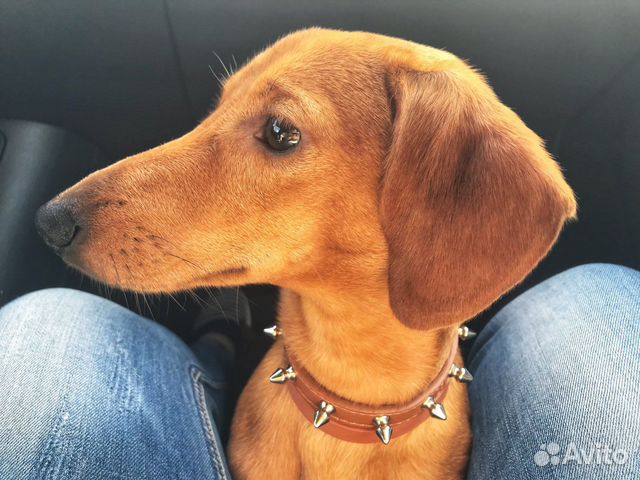 Вязка такса (мини), кобель