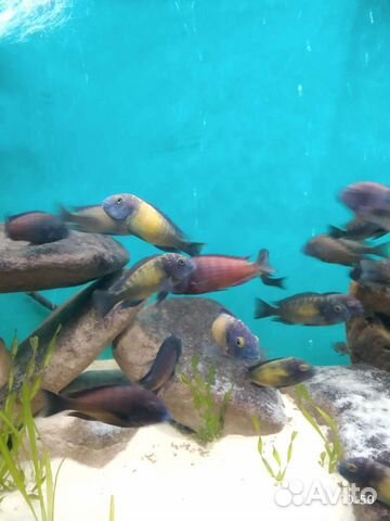 Трофеус касакалаве