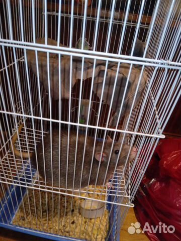 Крыса поцан