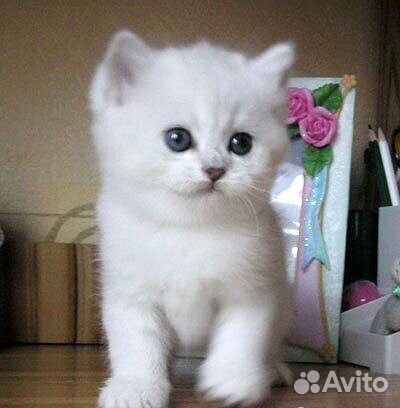 Девочка красавица Берта, глазки голубые,есть котик