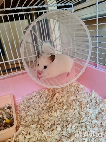 Сирийский хомяк с клеткой