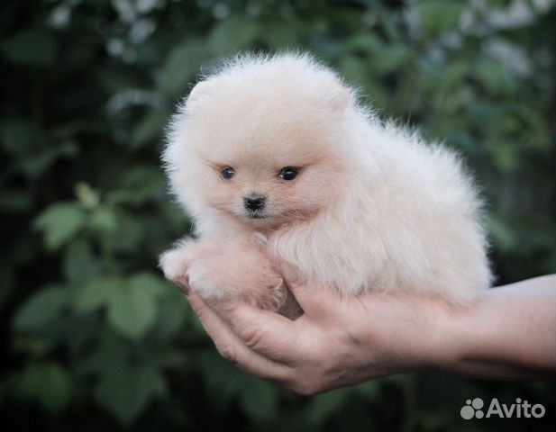 Малюсенький щенок померанец