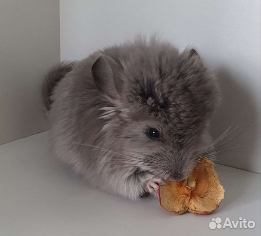 Фиалетовый ангорский шиншилленок мальчик 2 мес