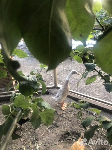 Индийский бегунок селезень