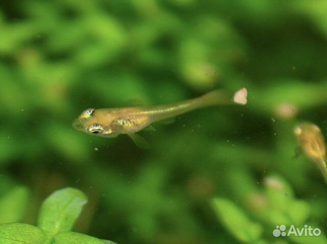 Мальки гуппи