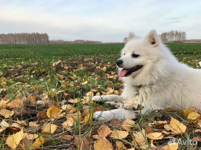 Японский шпиц вязка