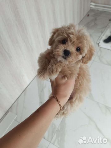 Мальтипу Ф1 роскошная карамель Девочка