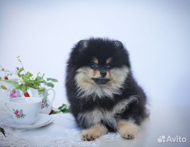 Шпиц девочка помераночка