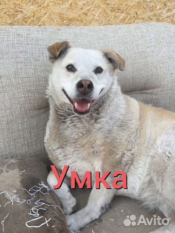 Собака в добрые руки отдам бесплатно