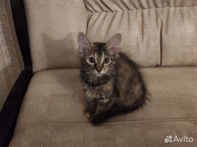 Две красивые девочки