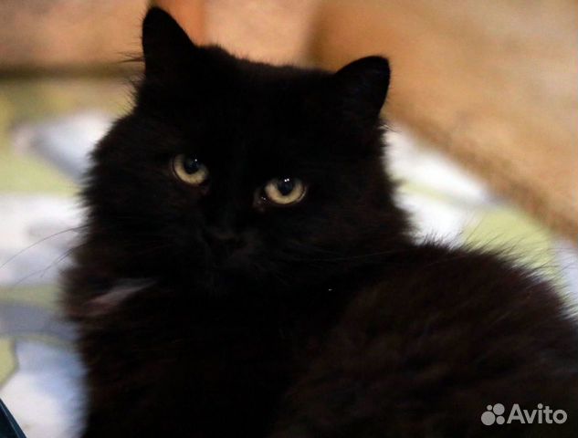 Стерилизованная черная кошка ищет дом
