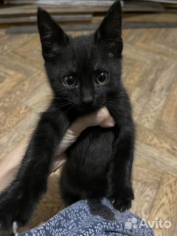 Котопёс