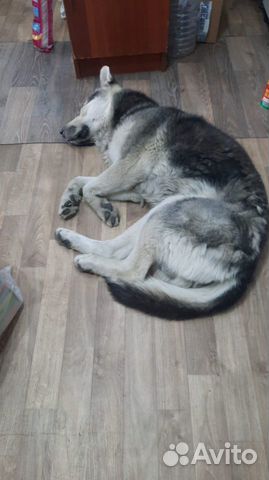 Найдена собака. Собака ищет хозяина