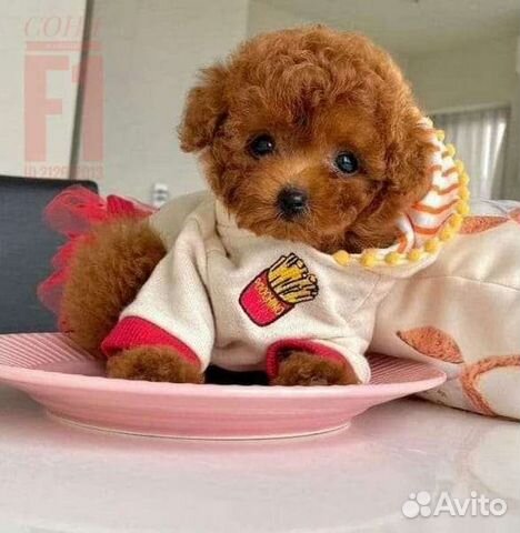 Мальтипу, щенки Мальтипу f1мини девочка ред брун