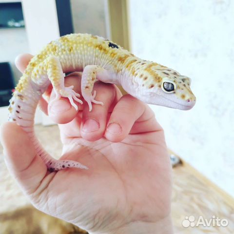 Эублефар самец