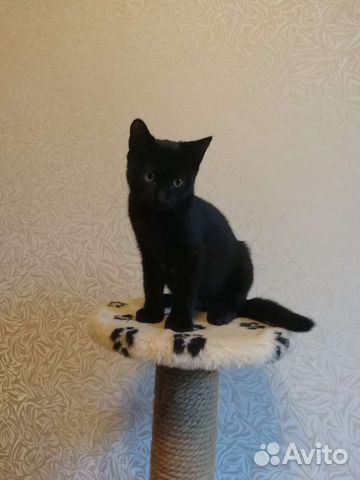 Путешественник Тимати, 3 месяца