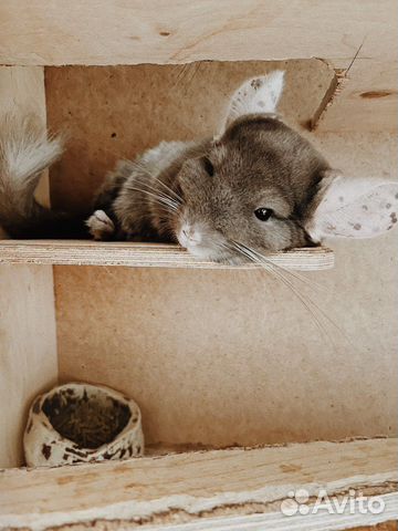 Шиншилла 2 девочки и витрина