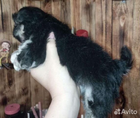 Щенок пекинеса Бесплатно