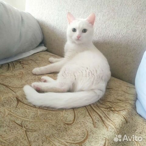 Турецкая ангора