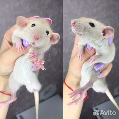 Крысенок дамбо мальчик бежевый