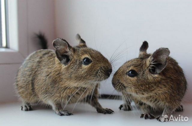 Ручные белки Дегу