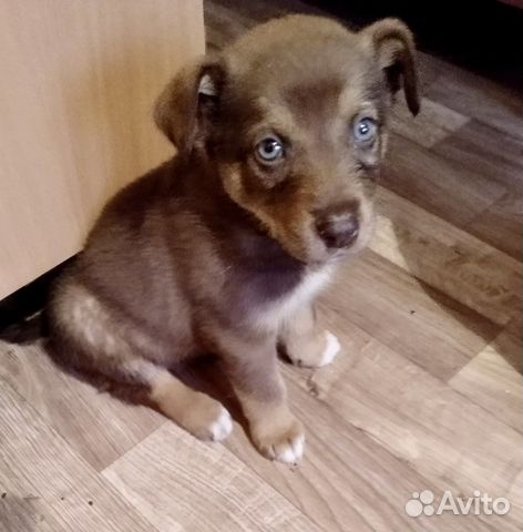 Лисе (2,5 мес.) нельзя возвращаться в приют