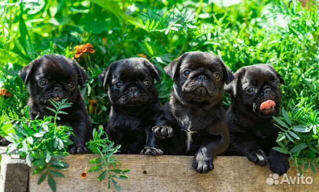 Щенки мопса
